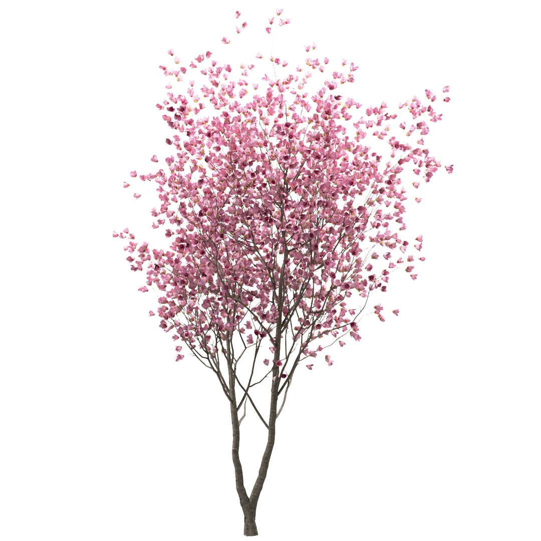 3D Set Of Chinese Magnolia Or Saucer Magnolia Trees - 3 Trees Model ...
