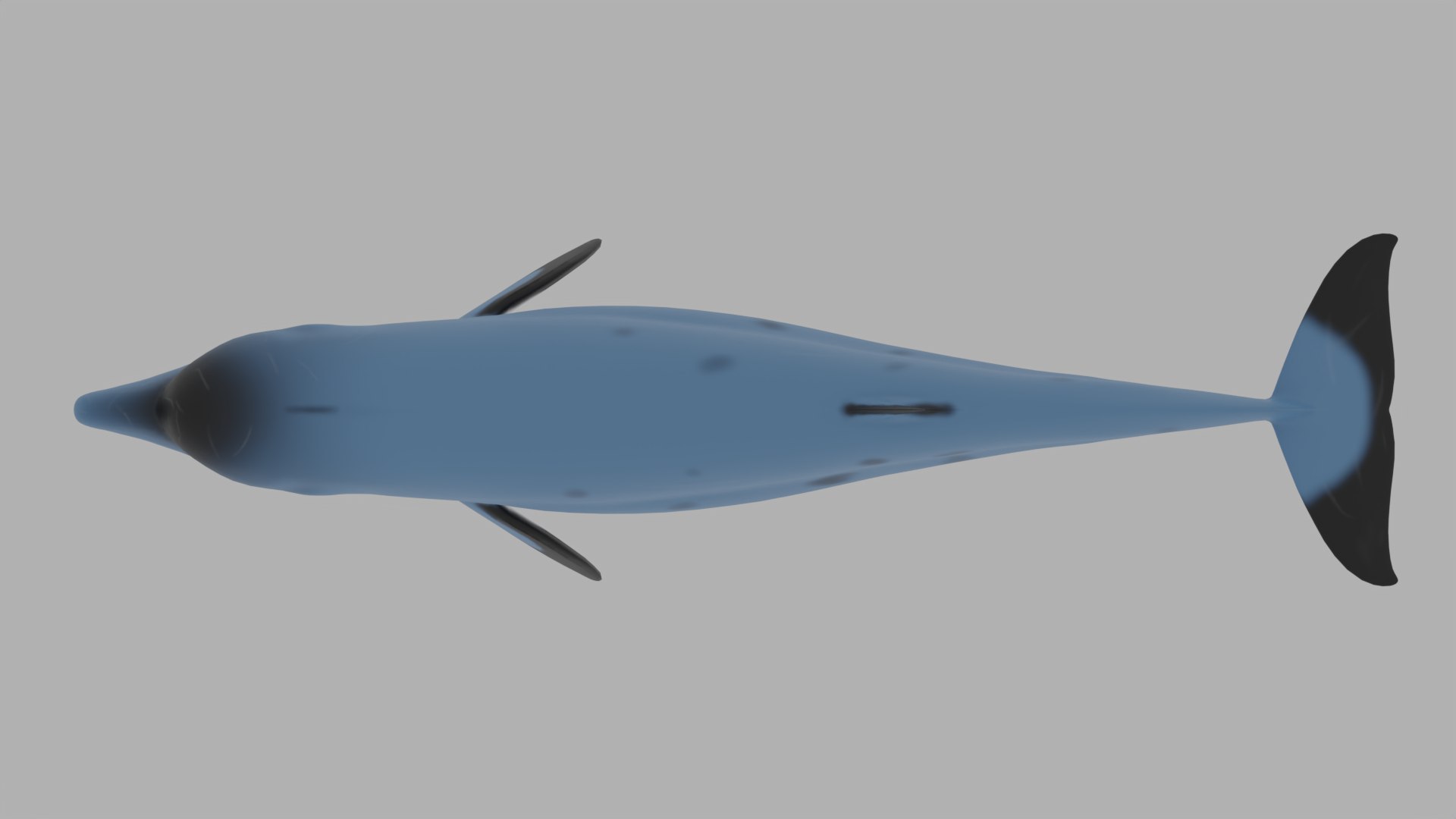 3D Acrophyseter Model - TurboSquid 2375716