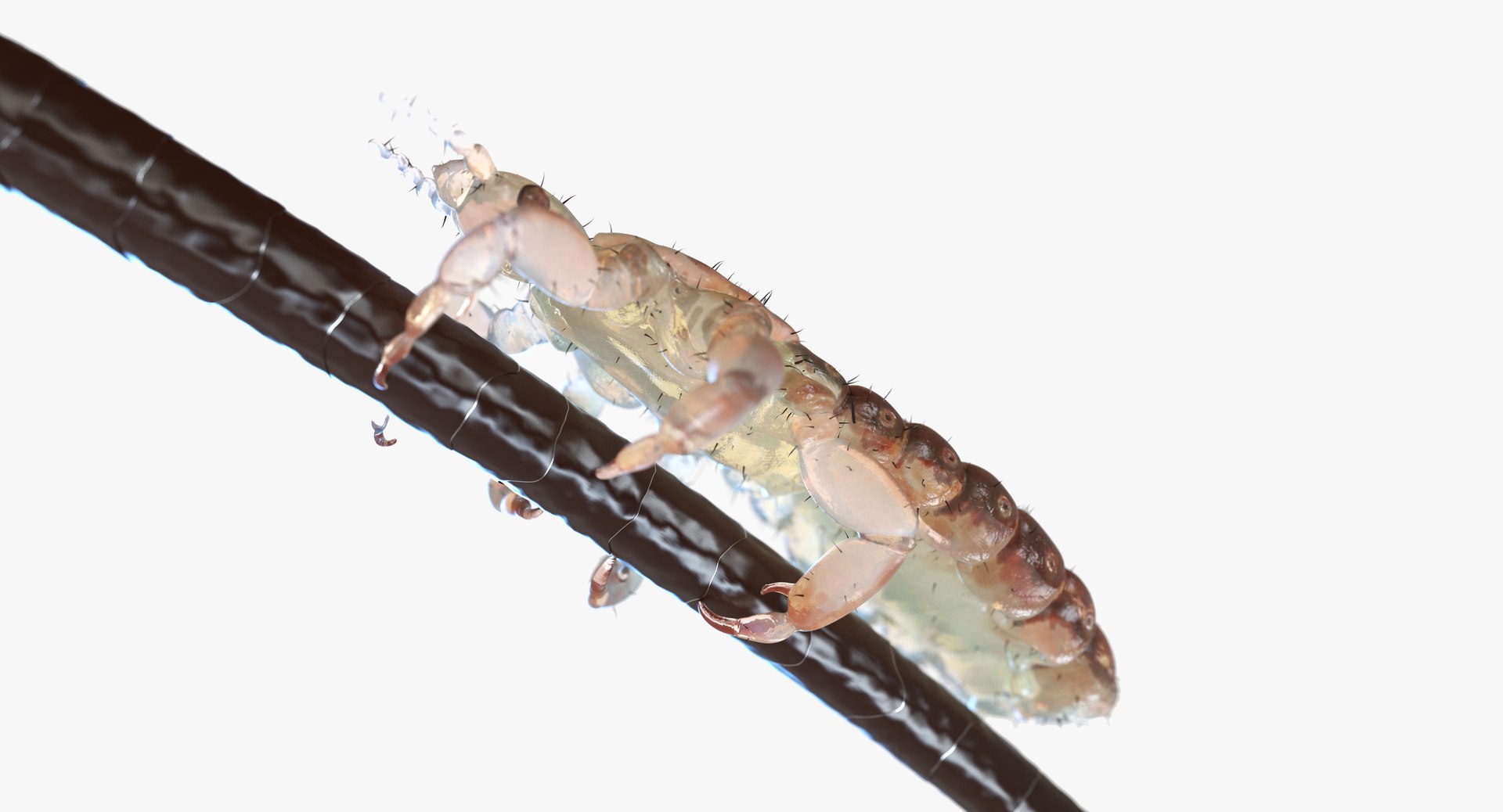 Louse animation bite model - TurboSquid 1393845