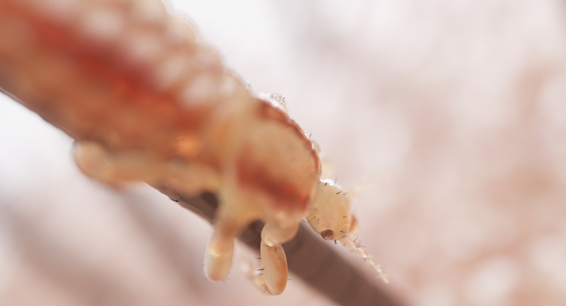 Louse animation bite model - TurboSquid 1393845