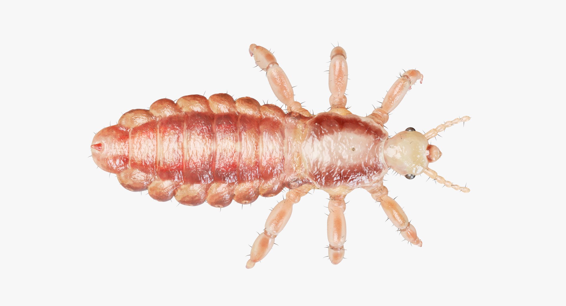 Louse animation bite model - TurboSquid 1393845