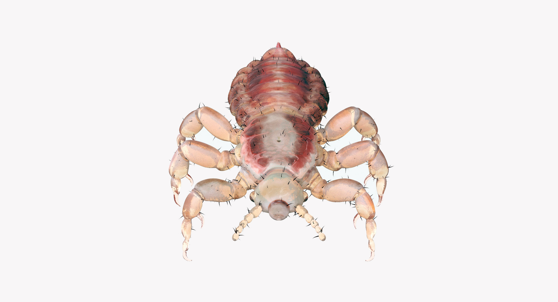 Louse animation bite model - TurboSquid 1393845