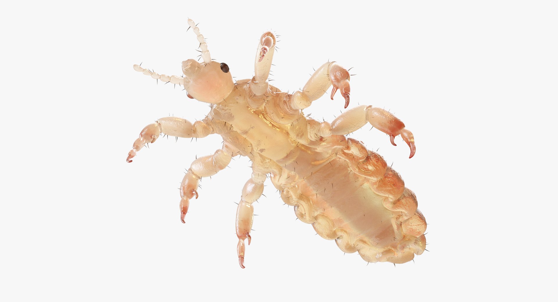 Louse animation bite model - TurboSquid 1393845