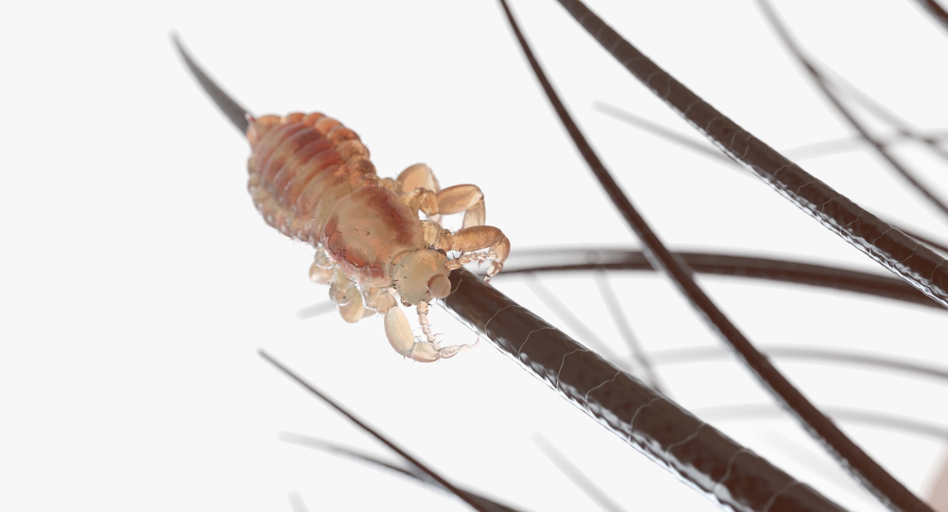 Louse animation bite model - TurboSquid 1393845