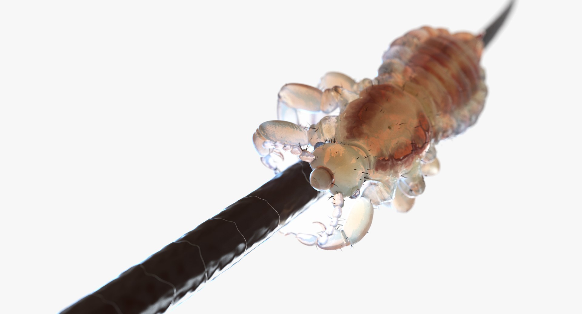 Louse animation bite model - TurboSquid 1393845