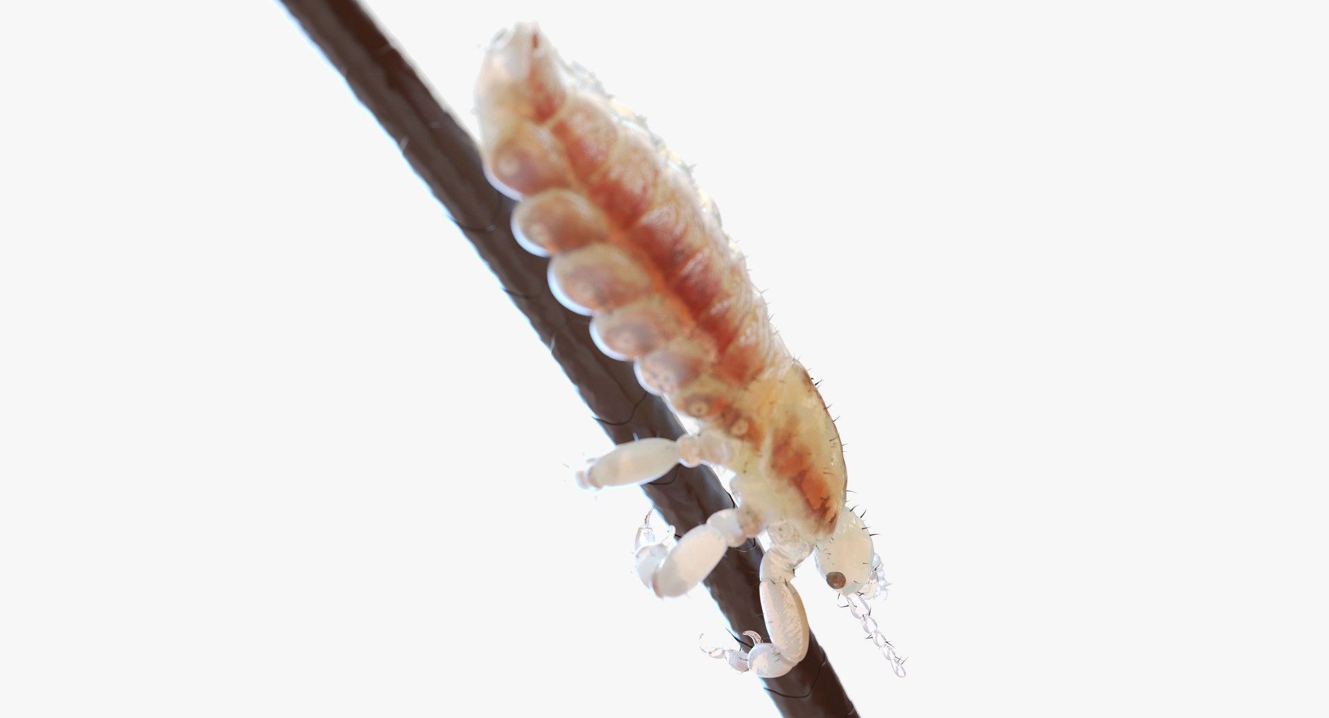 Louse animation bite model - TurboSquid 1393845