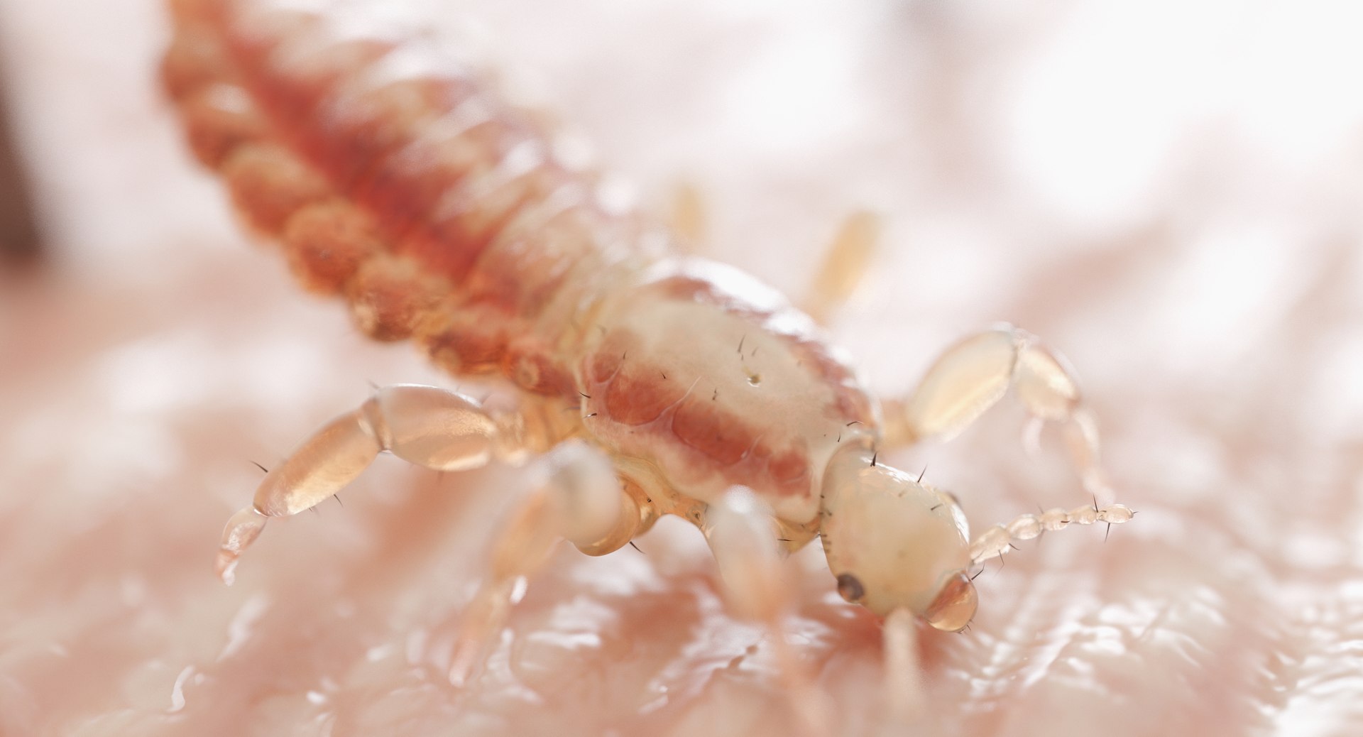 Louse animation bite model - TurboSquid 1393845