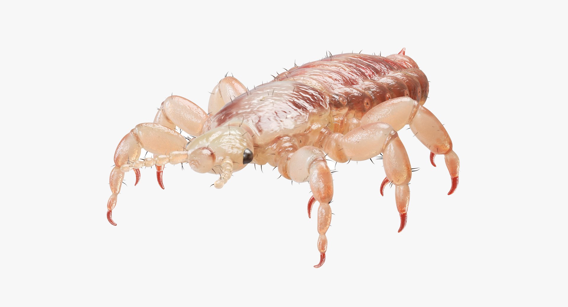 Louse animation bite model - TurboSquid 1393845