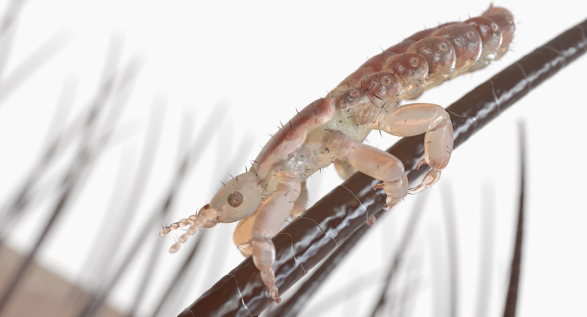 Louse animation bite model - TurboSquid 1393845