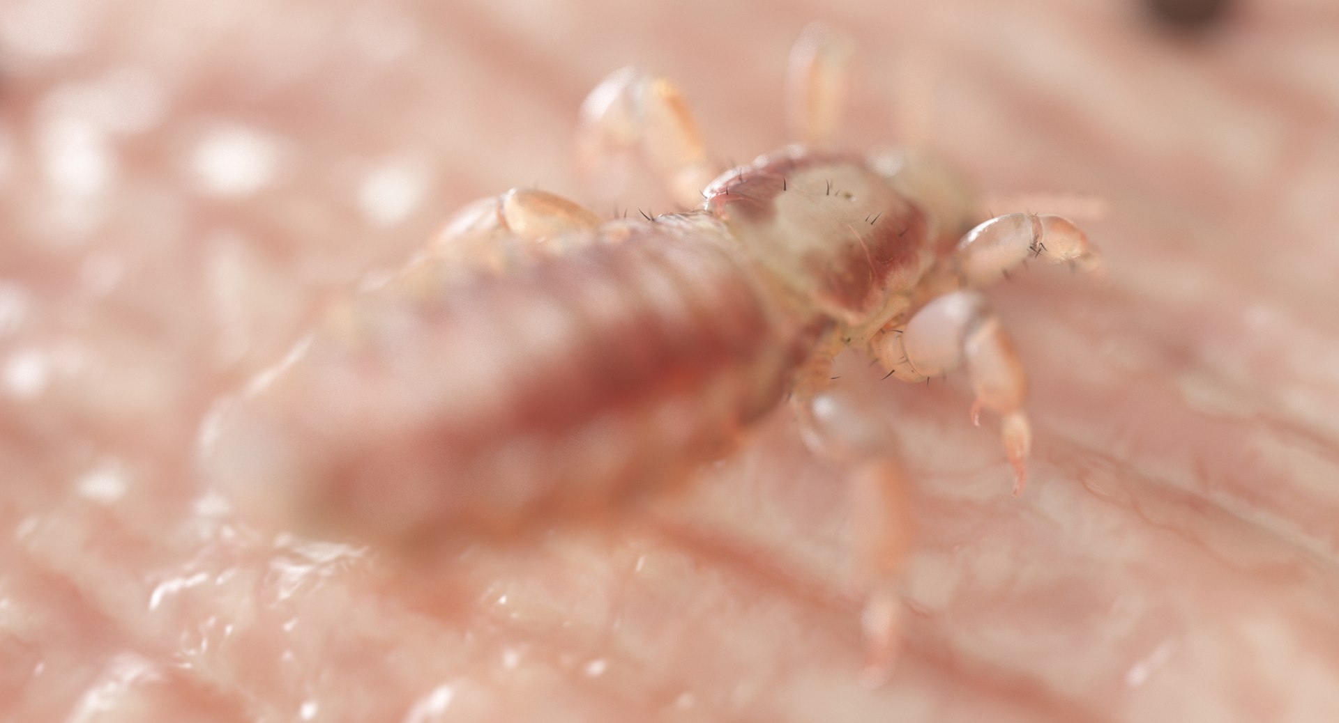 Louse animation bite model - TurboSquid 1393845