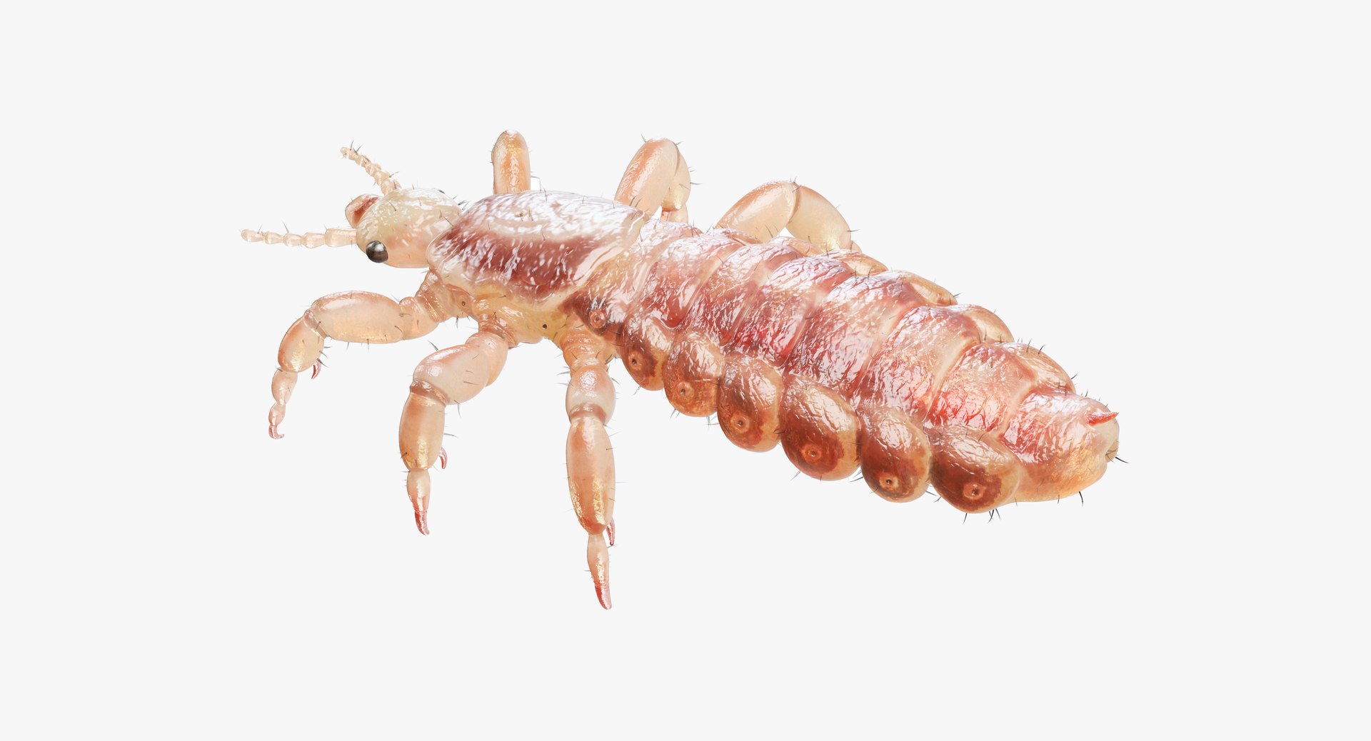 Louse animation bite model - TurboSquid 1393845