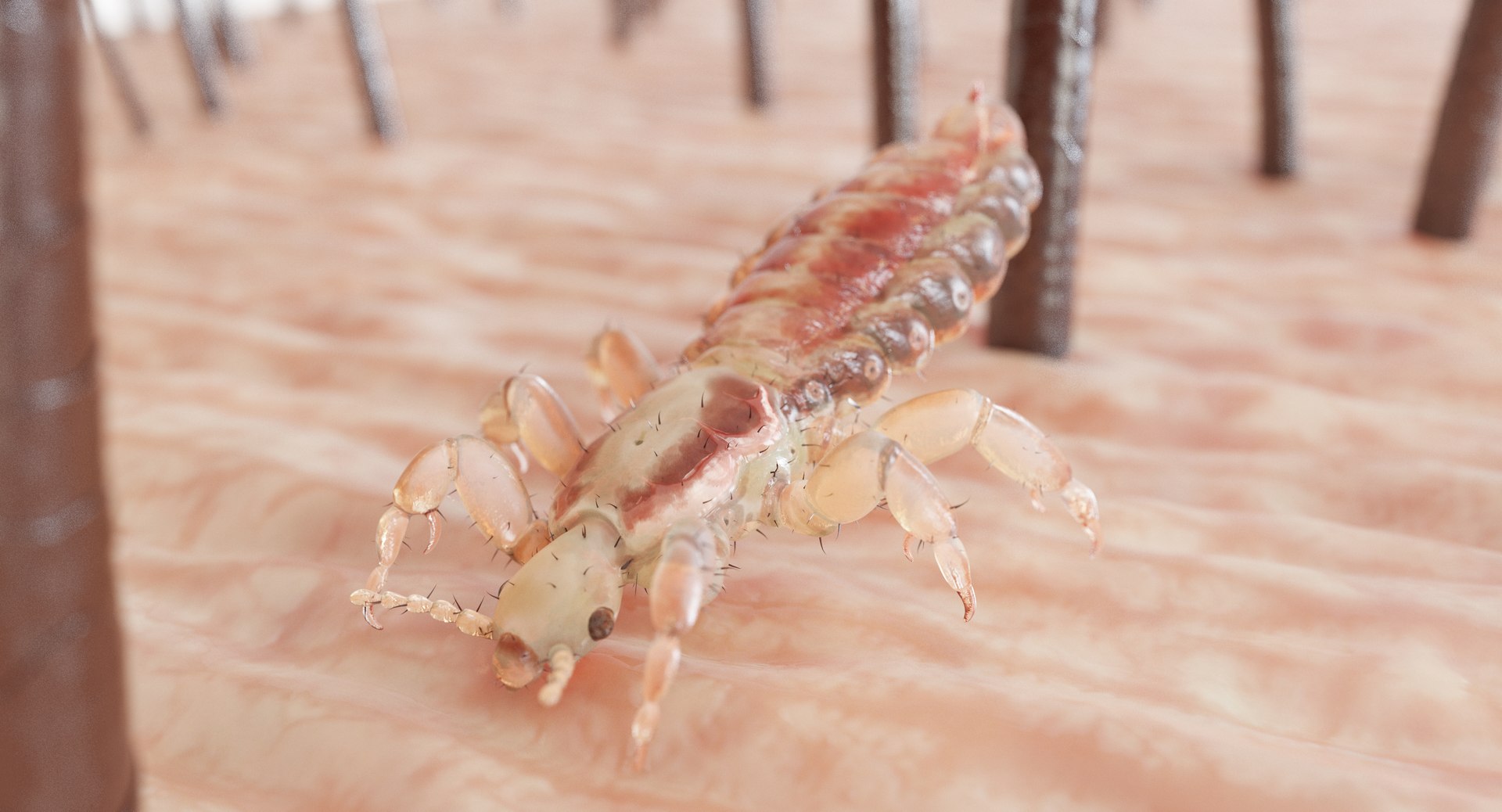 Louse animation bite model - TurboSquid 1393845