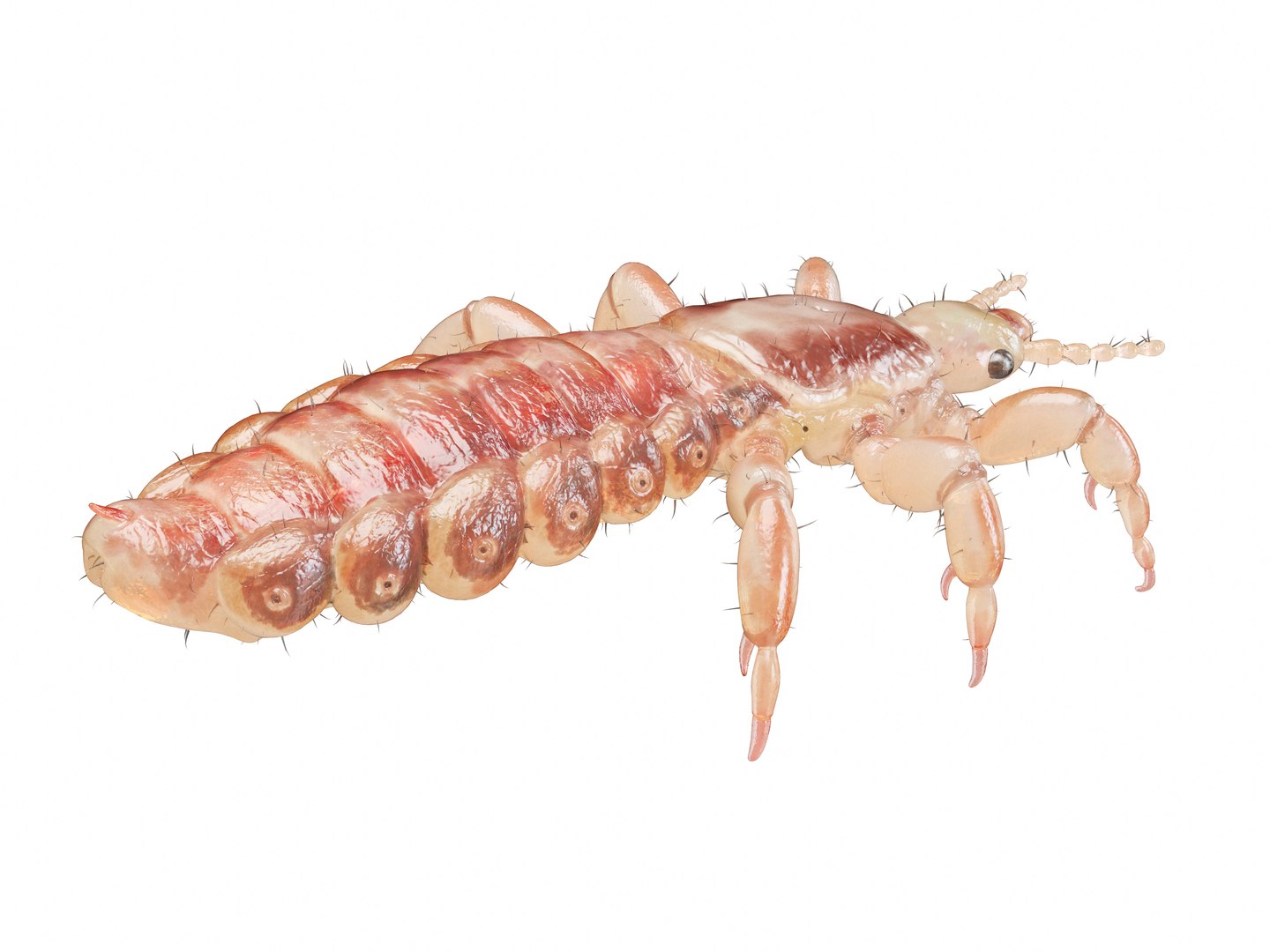 Louse animation bite model - TurboSquid 1393845