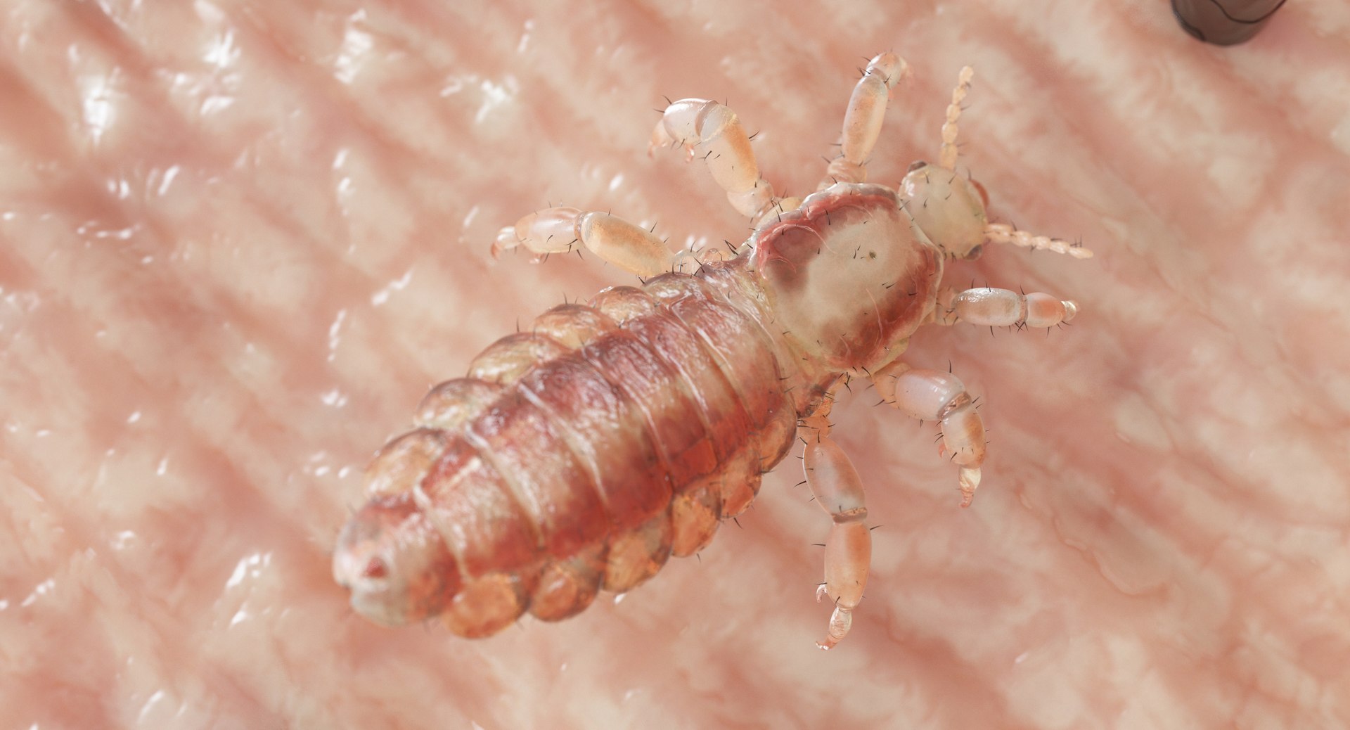 Louse animation bite model - TurboSquid 1393845