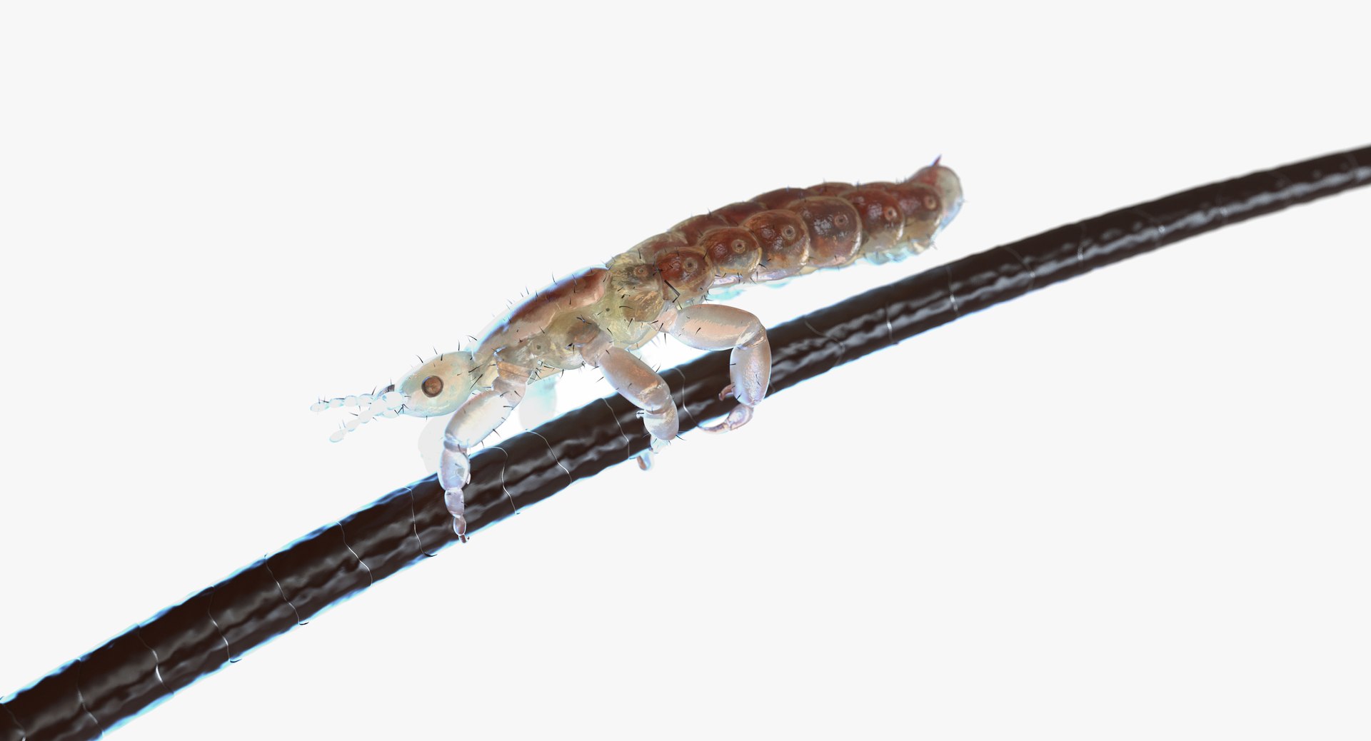 Louse animation bite model - TurboSquid 1393845