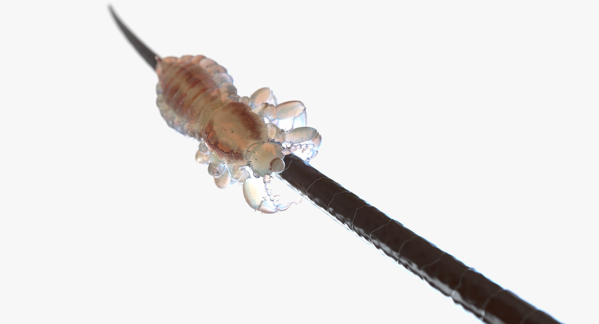 Louse animation bite model - TurboSquid 1393845