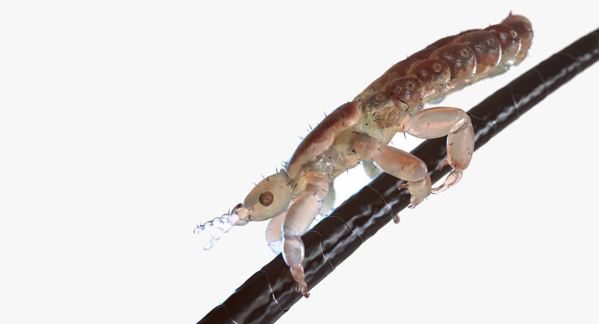 Louse animation bite model - TurboSquid 1393845