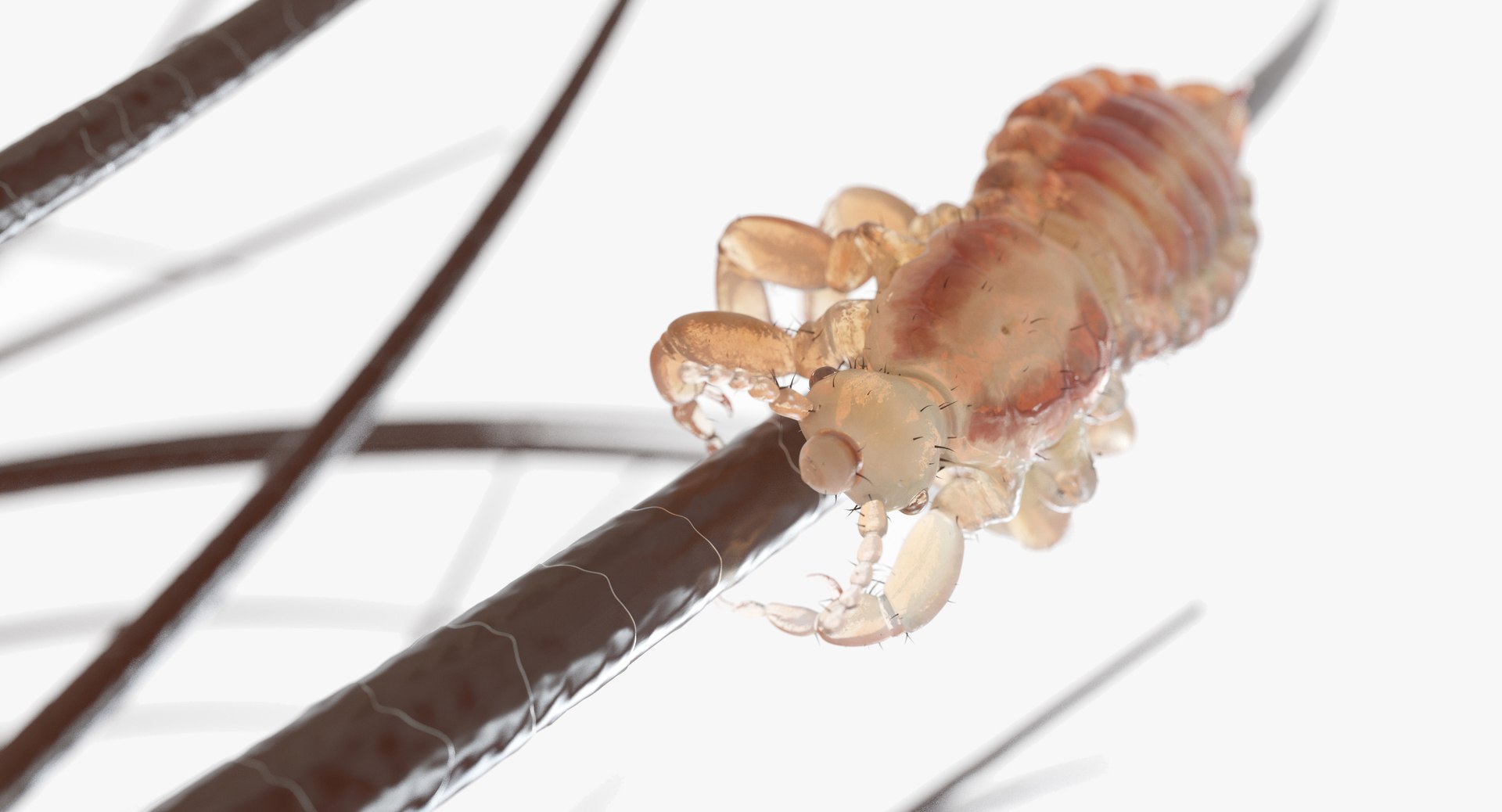 Louse animation bite model - TurboSquid 1393845