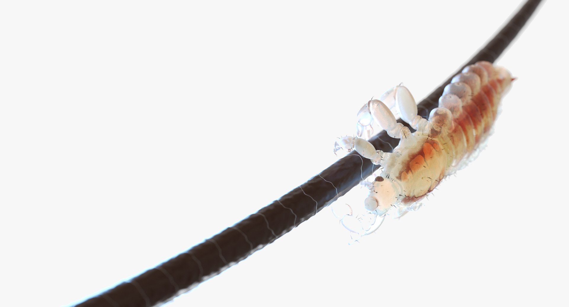 Louse animation bite model - TurboSquid 1393845