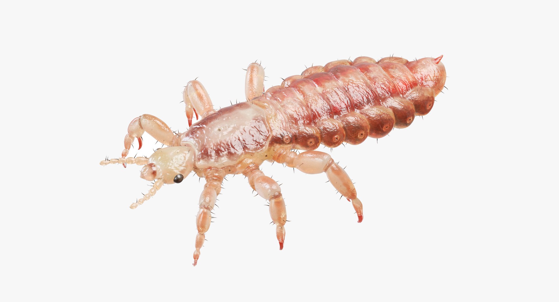 Louse animation bite model - TurboSquid 1393845