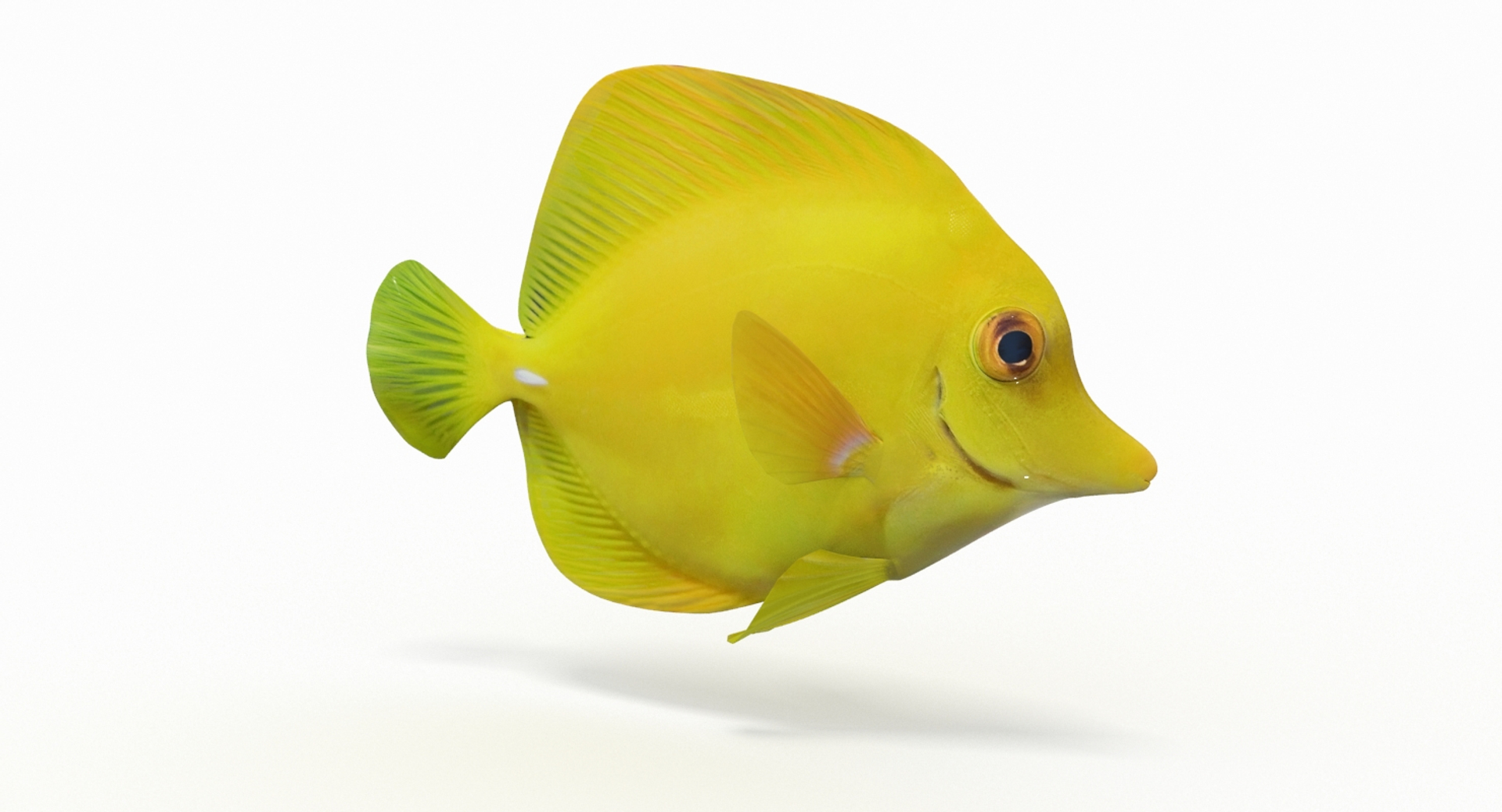 Yellow Tang Fish Animation 3D Model - TurboSquid 1288742