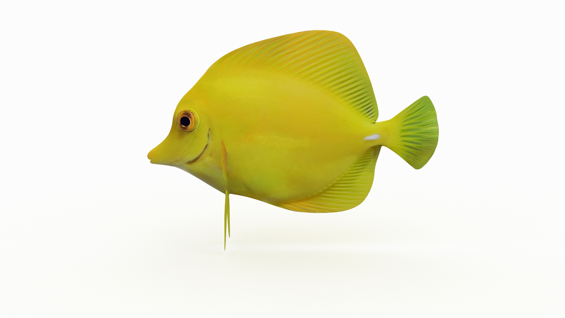 Yellow Tang Fish Animation 3D Model - TurboSquid 1288742