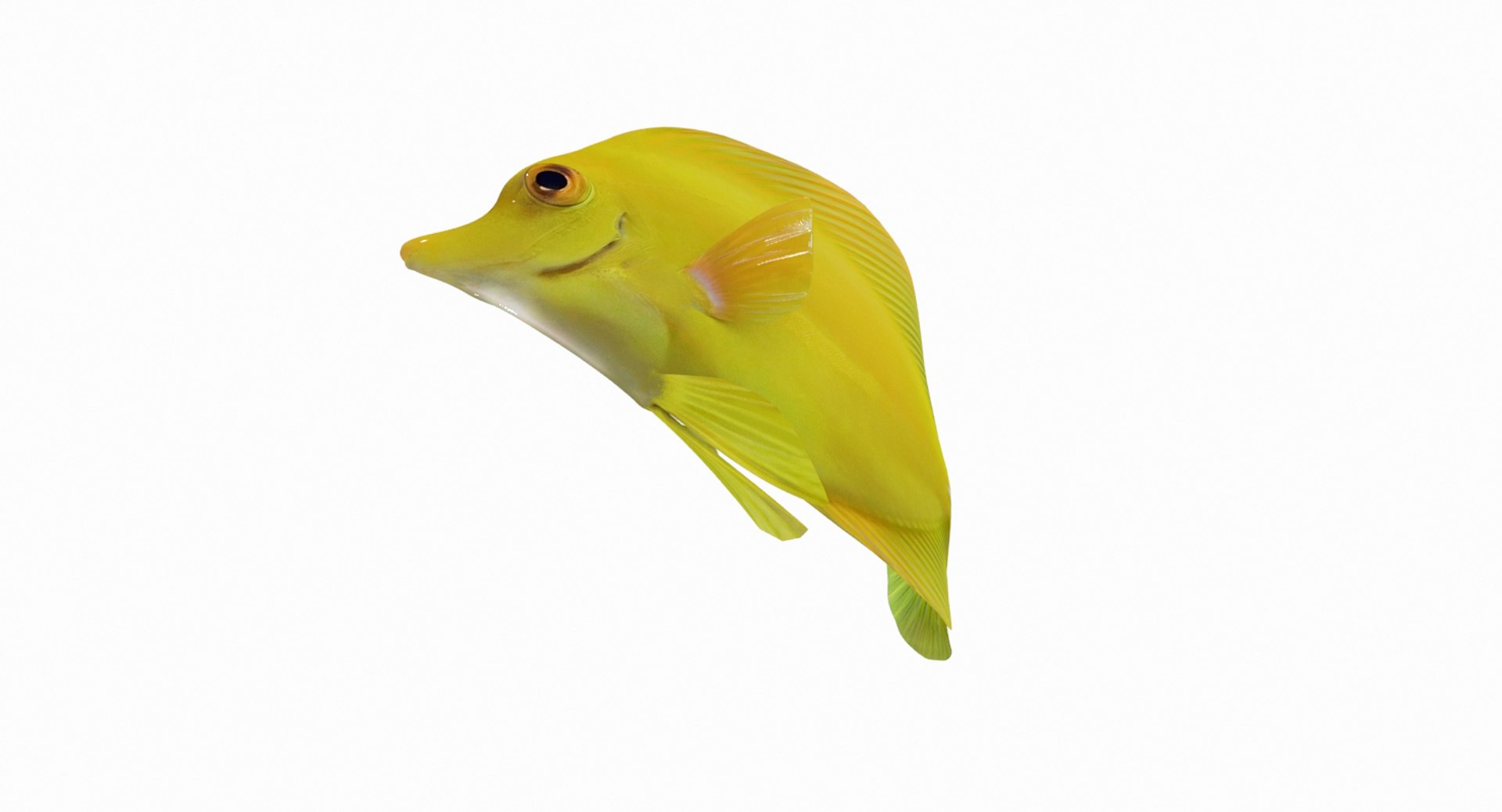 Yellow Tang Fish Animation 3D Model - TurboSquid 1288742