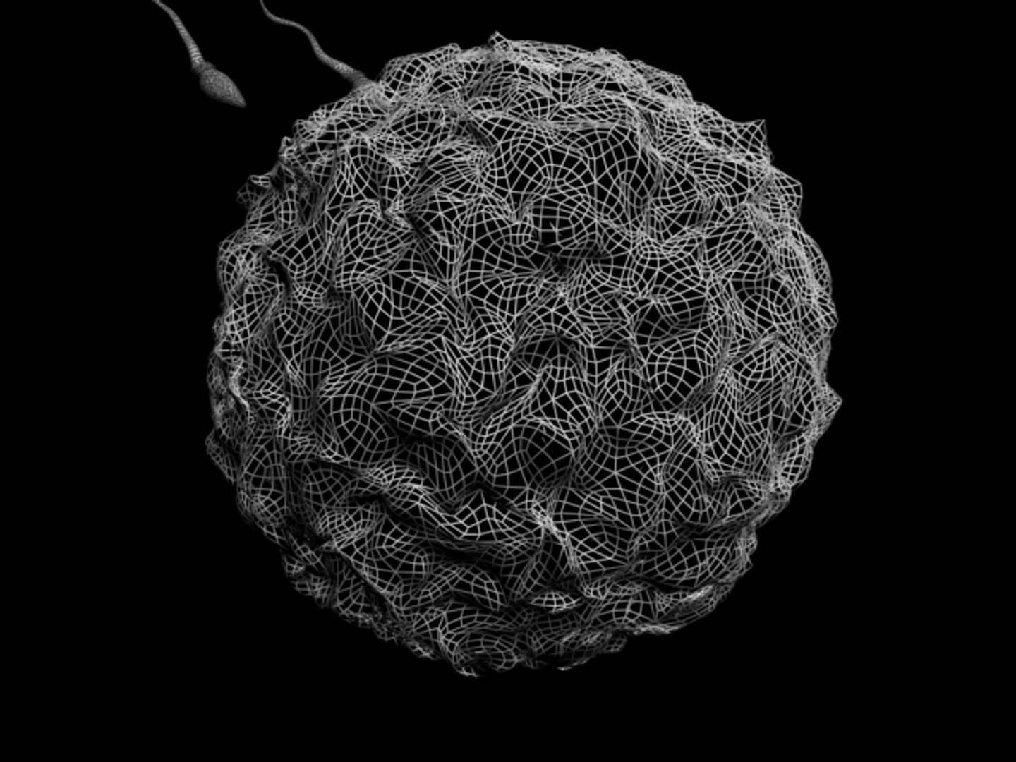 Max Sperm Female Ovum