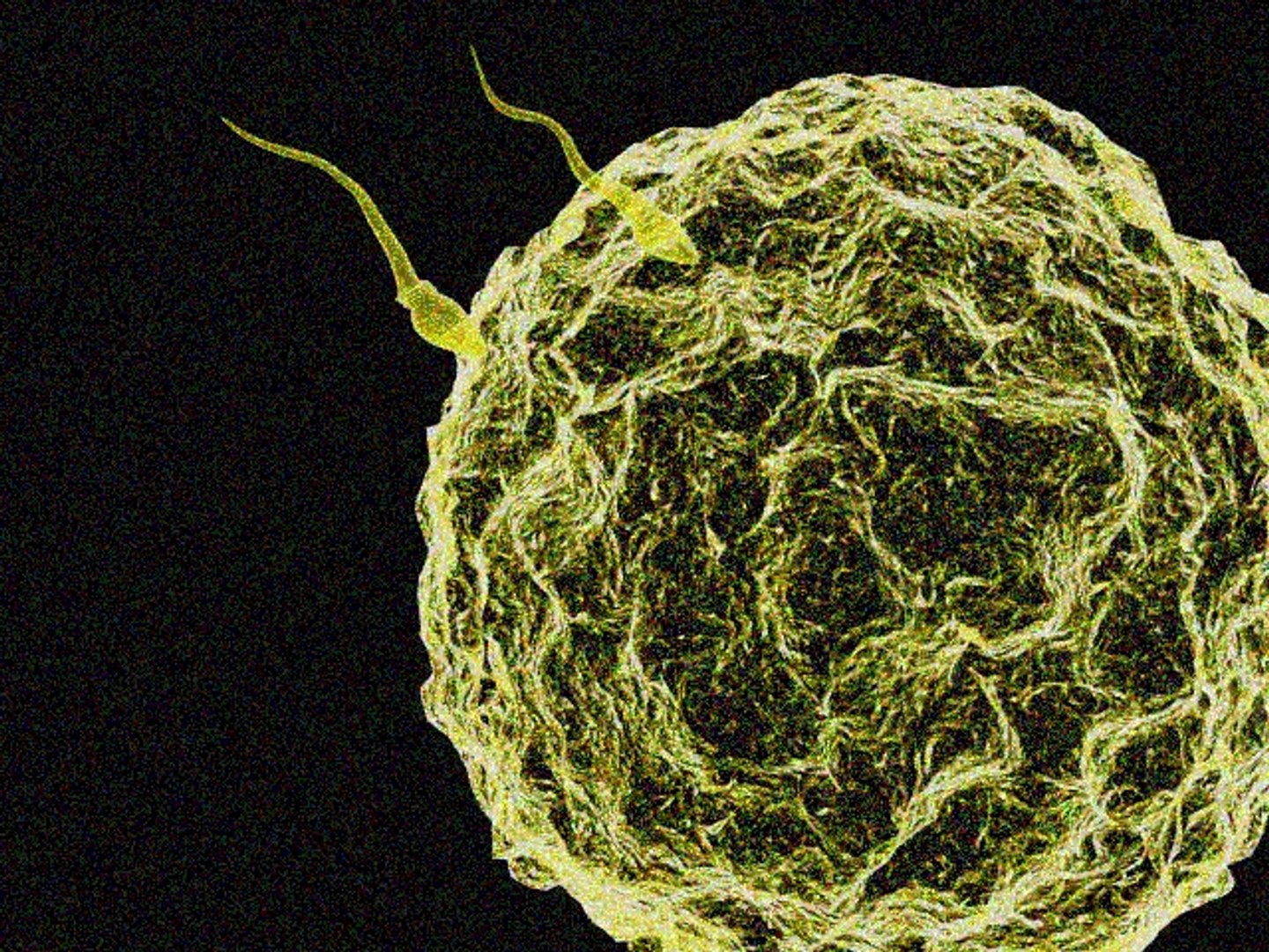 Max Sperm Female Ovum
