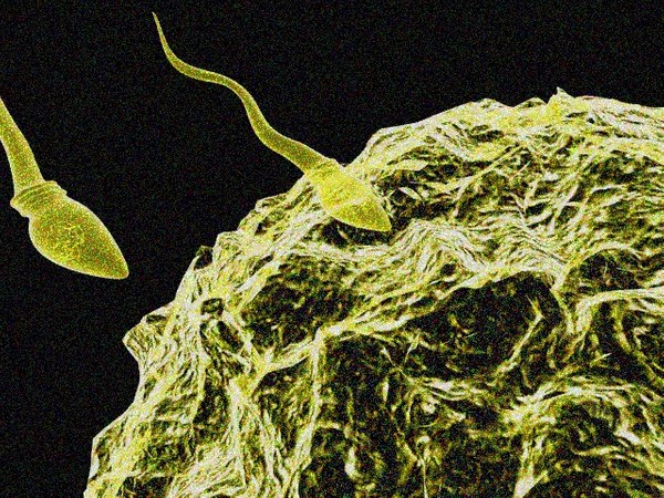 max sperm female ovum