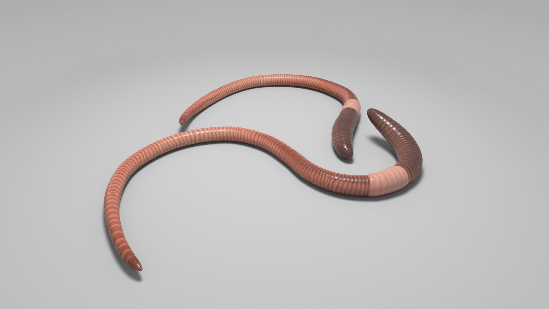 3D Earthworm - TurboSquid 1989181