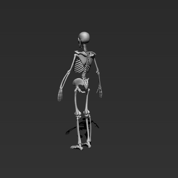 Skeleton 3D model - TurboSquid 1415297
