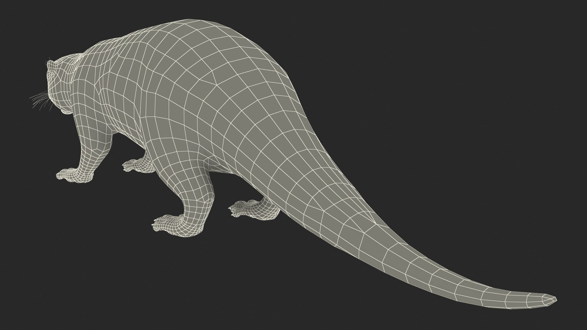 North American River Otter Rigged 3D Model - TurboSquid 2134260