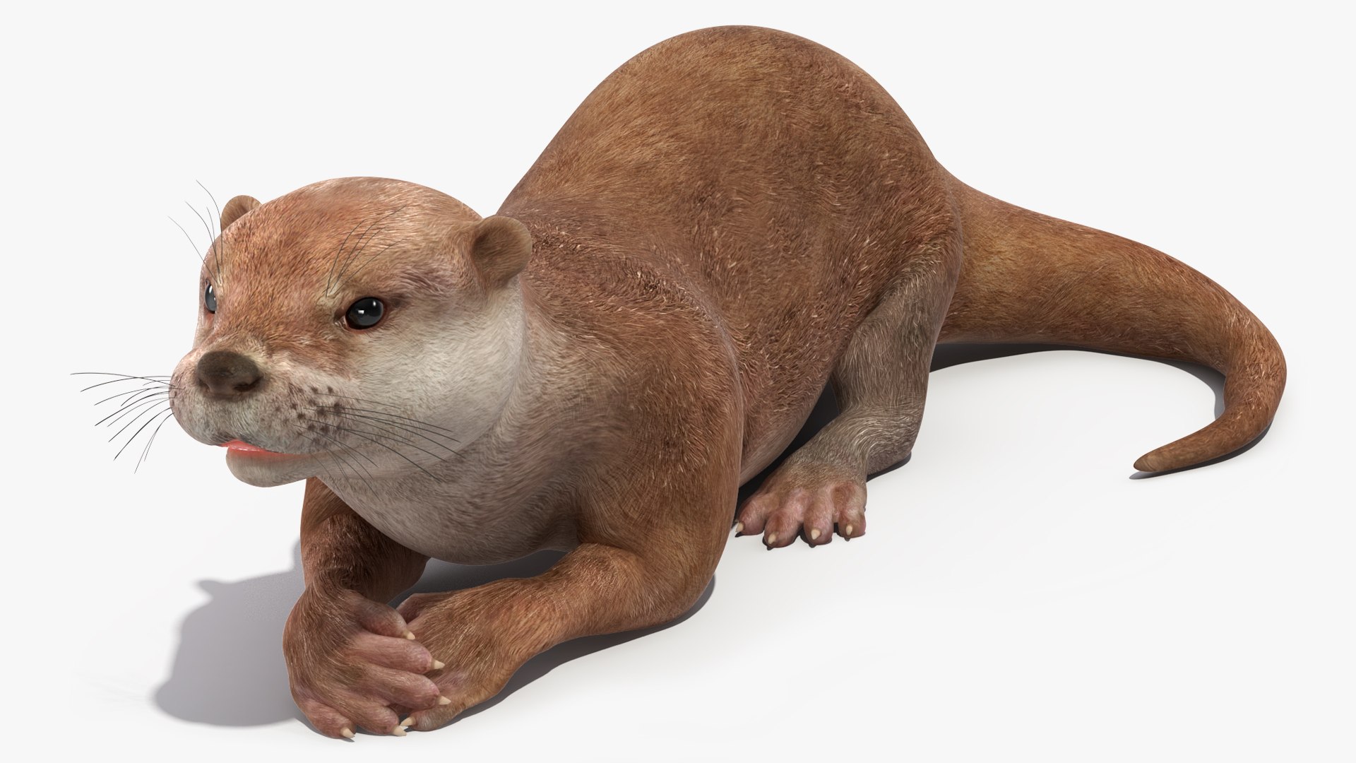 North American River Otter Rigged 3D model - TurboSquid 2134260