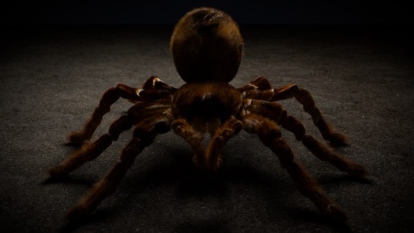 3D Goliath Models | TurboSquid