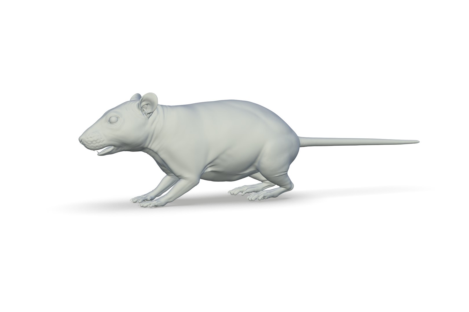 3D Rat Model - TurboSquid 2213668