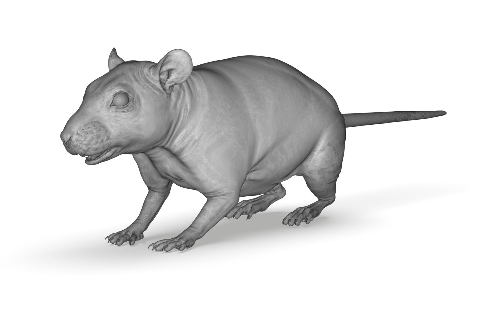 3D Rat Model - TurboSquid 2213668