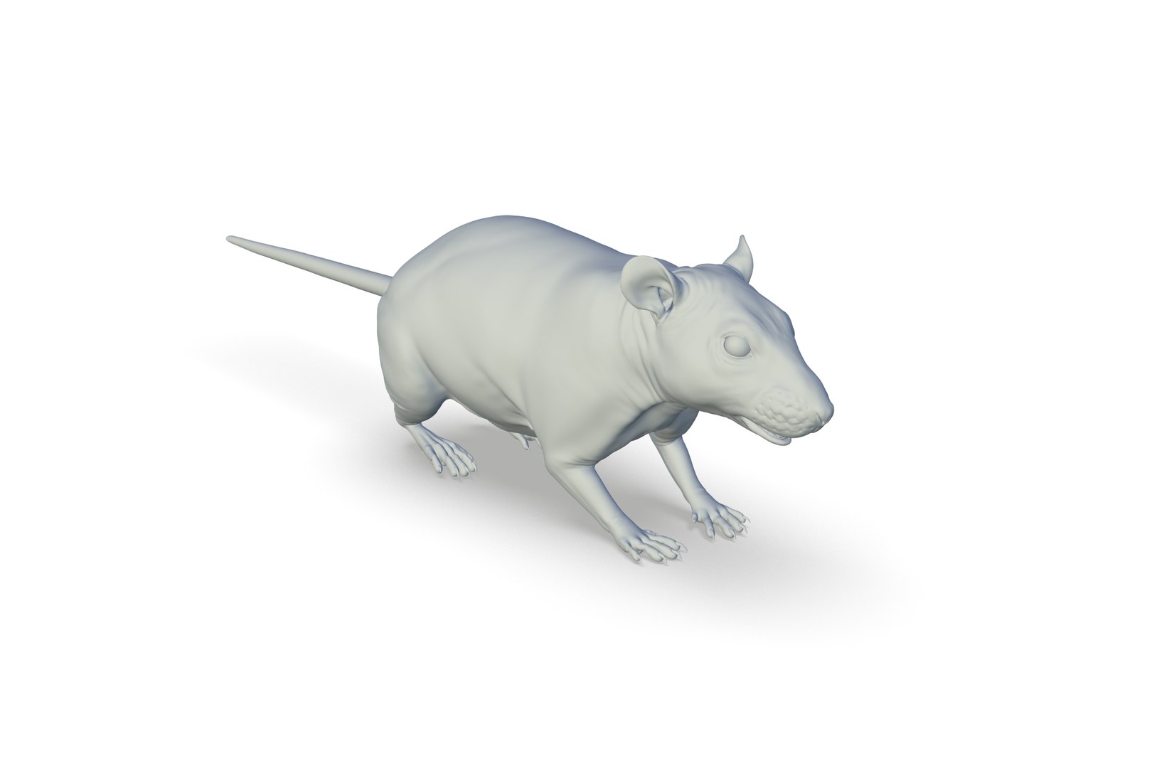 3D Rat Model - TurboSquid 2213668