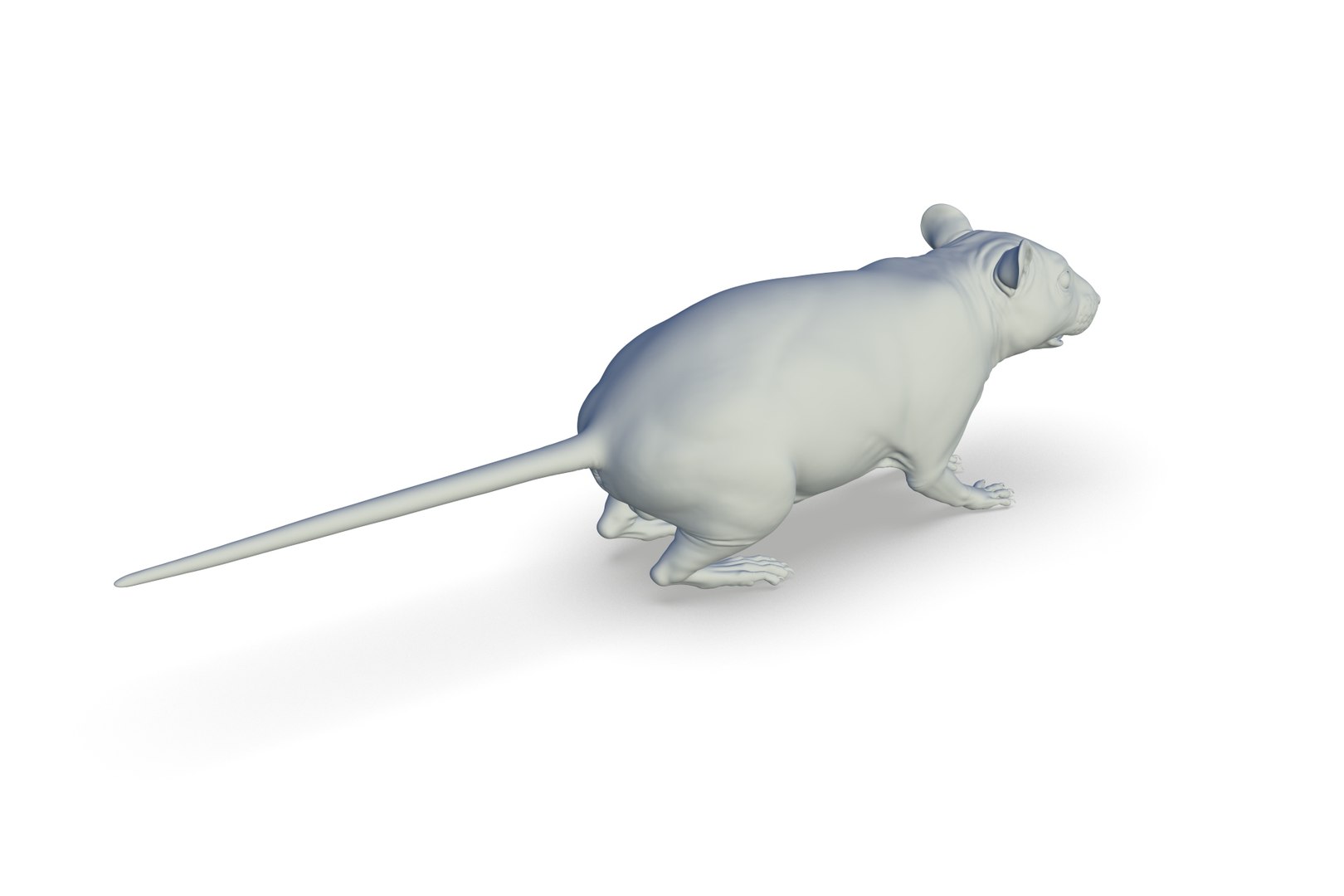 3D Rat Model - TurboSquid 2213668