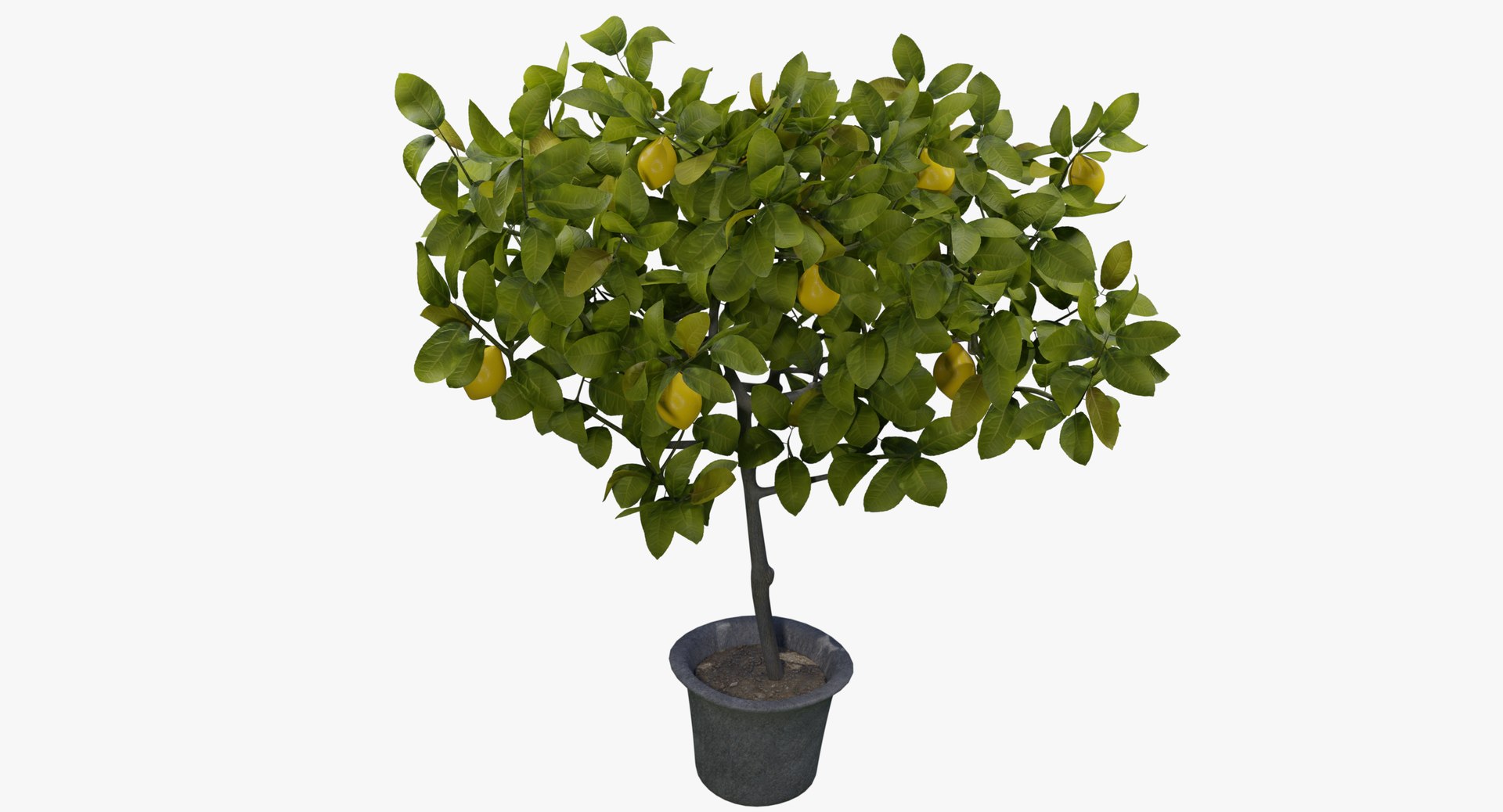 3D Model Lemon Tree - TurboSquid 1457815