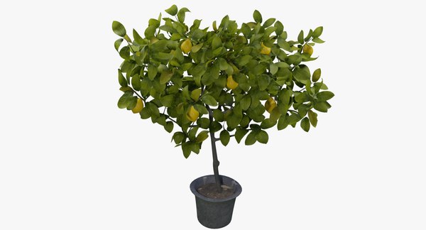 Lemon Tree 3D Models for Download | TurboSquid