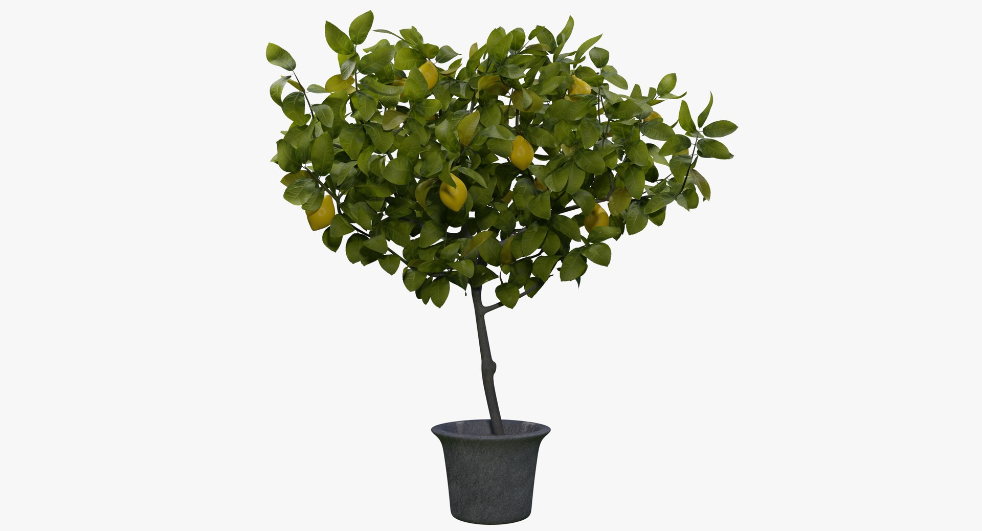 3D Model Lemon Tree - TurboSquid 1457815