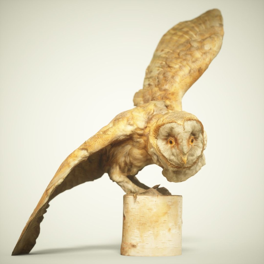 Animal Digital Photogrammetry Model - TurboSquid 1162967