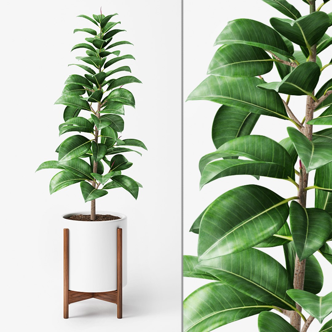 Ficus Plant 3d Model