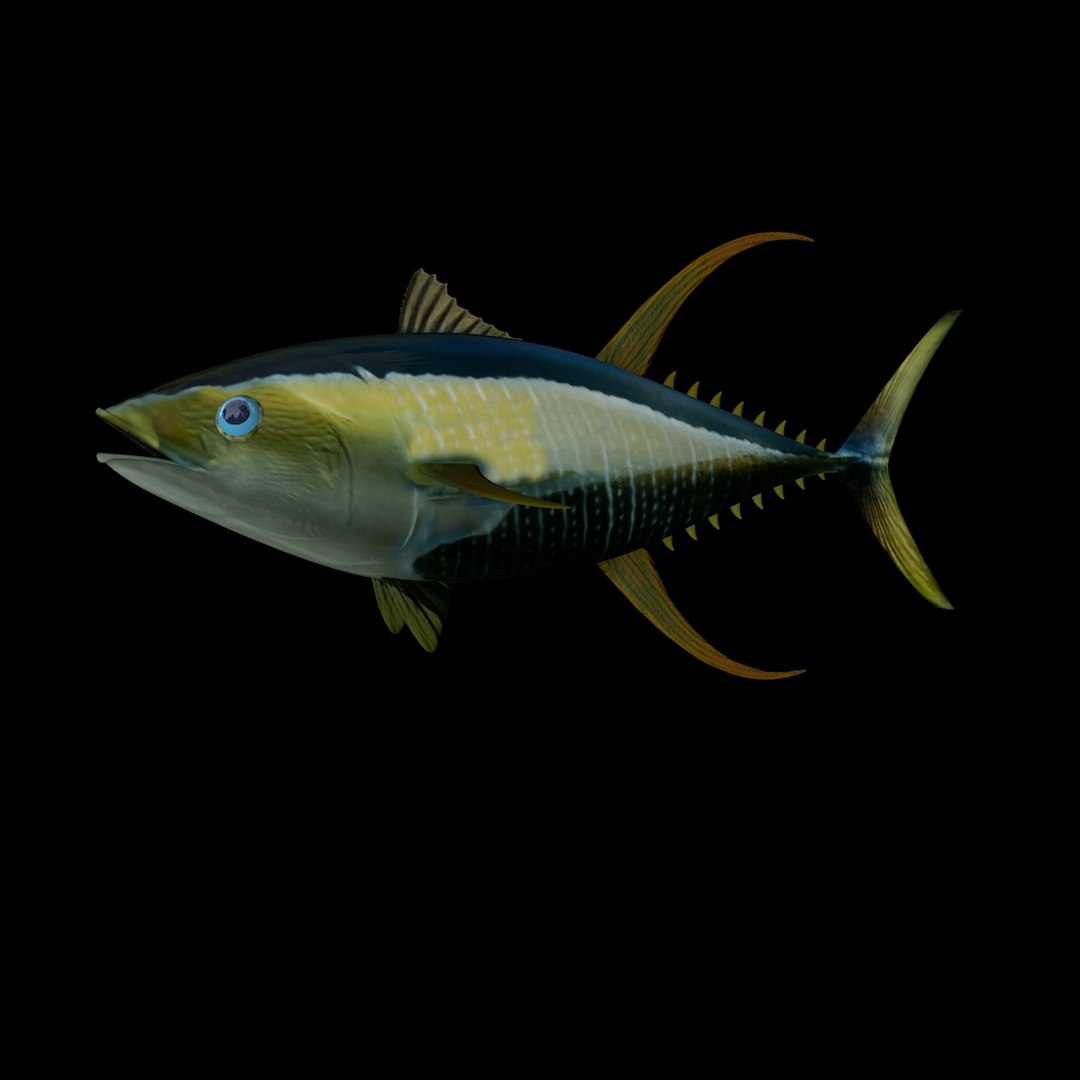 yellowfin tuna 3d model