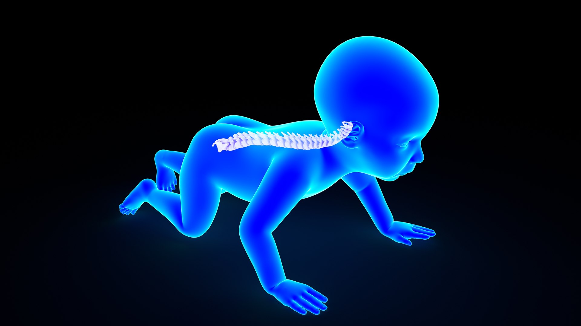 Baby Vertebral Column 3D Model - TurboSquid 2307975