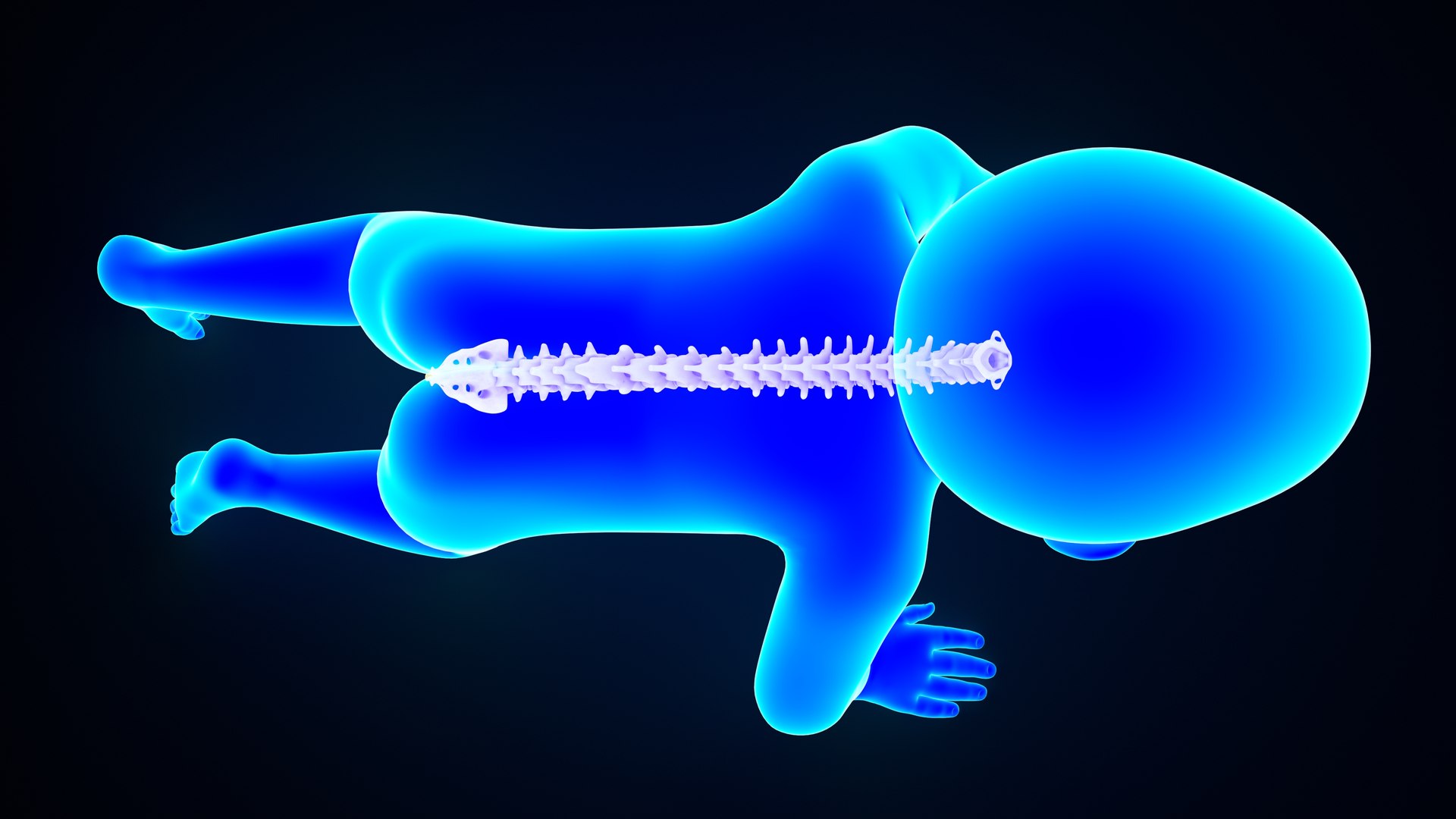 Baby Vertebral Column 3D Model - TurboSquid 2307975