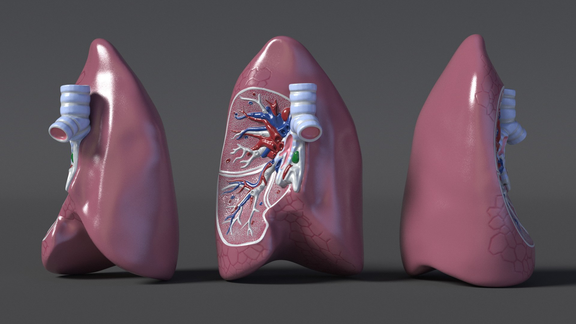 Lung Anatomy Cross-Section Plastic Model 3D - TurboSquid 2386209