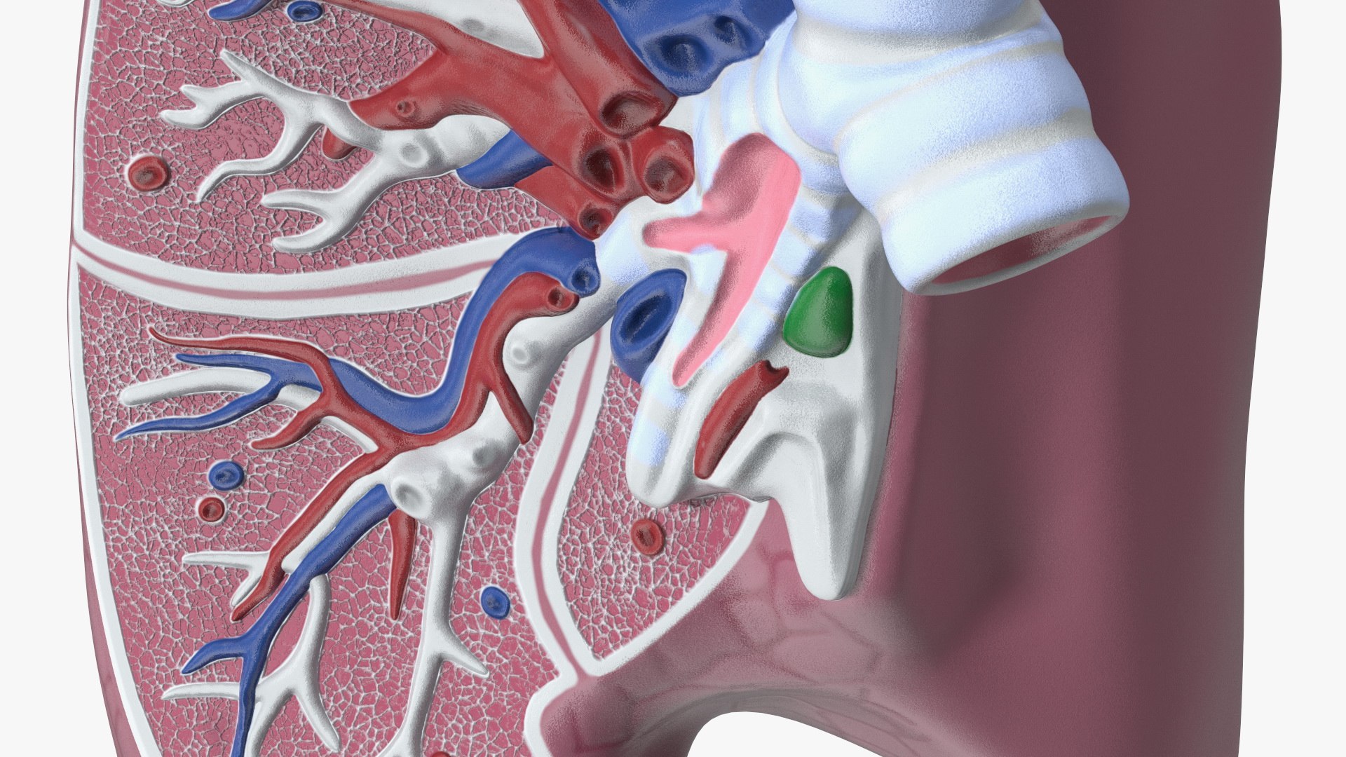 Lung Anatomy Cross-Section Plastic Model 3D - TurboSquid 2386209