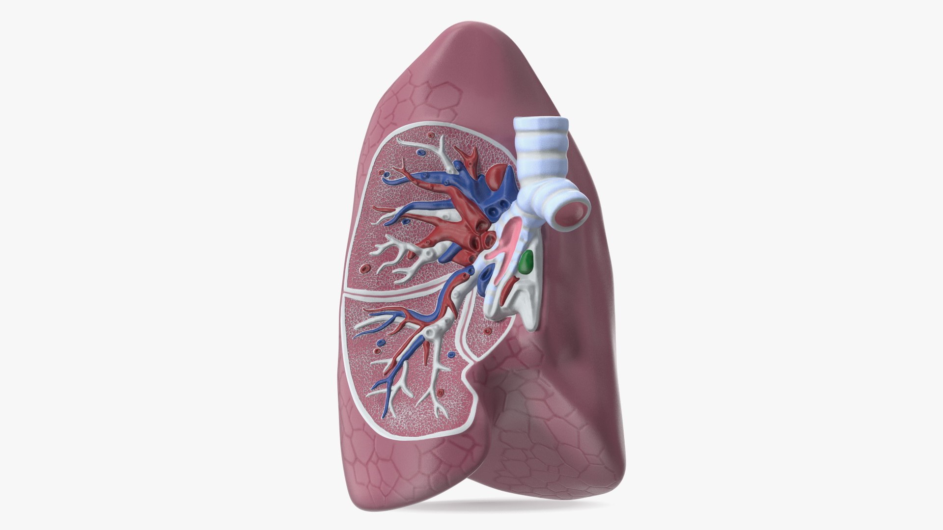 Lung Anatomy Cross-Section Plastic Model 3D - TurboSquid 2386209